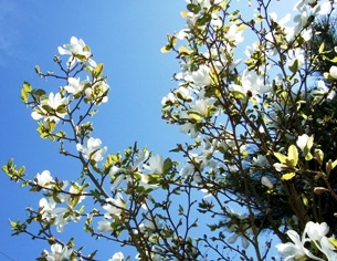 Camano Island Weather - Camano Island